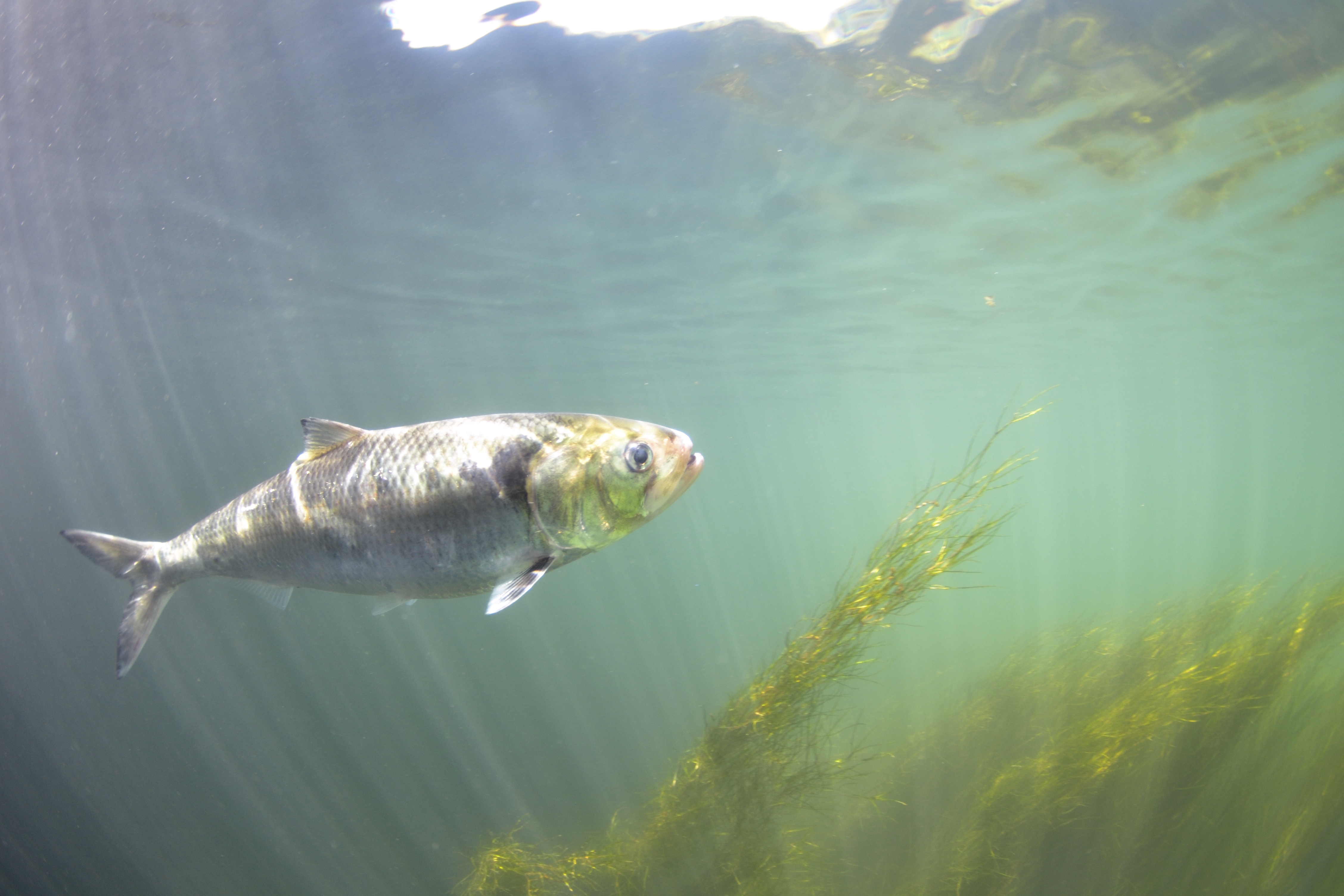 x2: The fish population of the Seine has become diverse since 1990 (33 ...