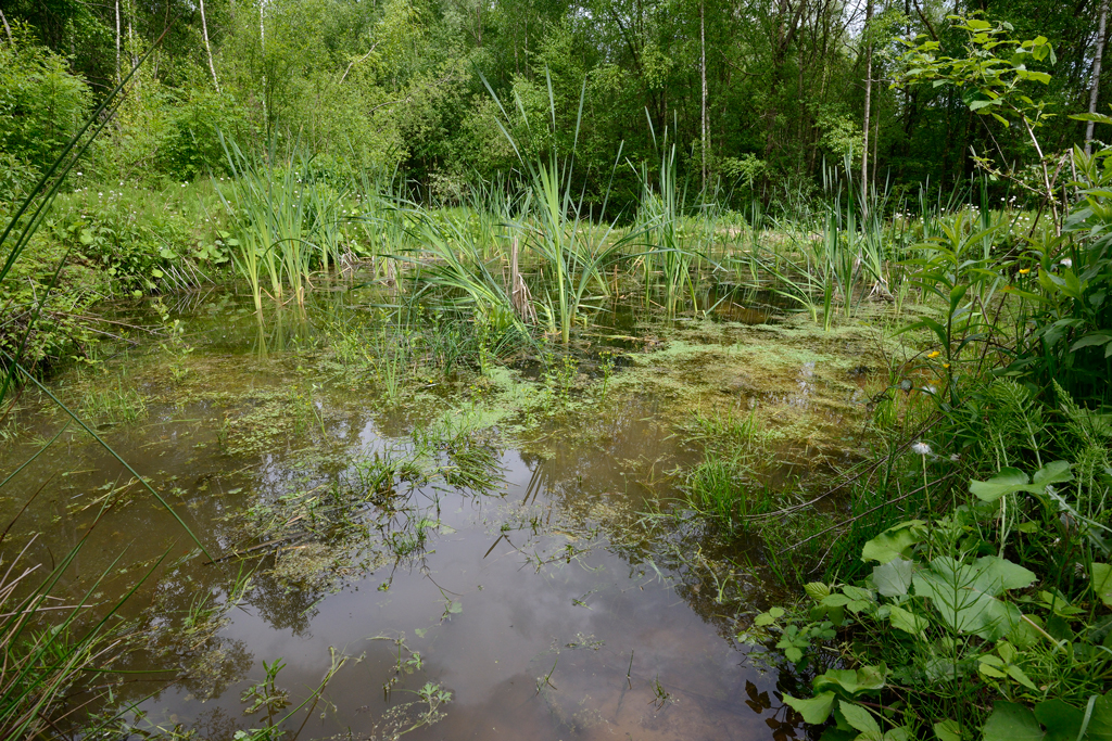 Decoding: nature-based solutions for water: what do they entail ...
